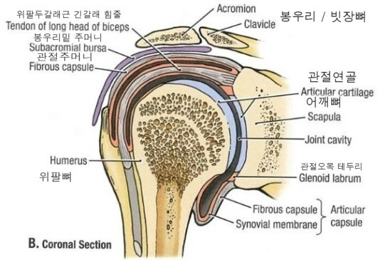 오목위팔관절 / GlenoHumeral Joint / GH Joint : 네이버 블로그