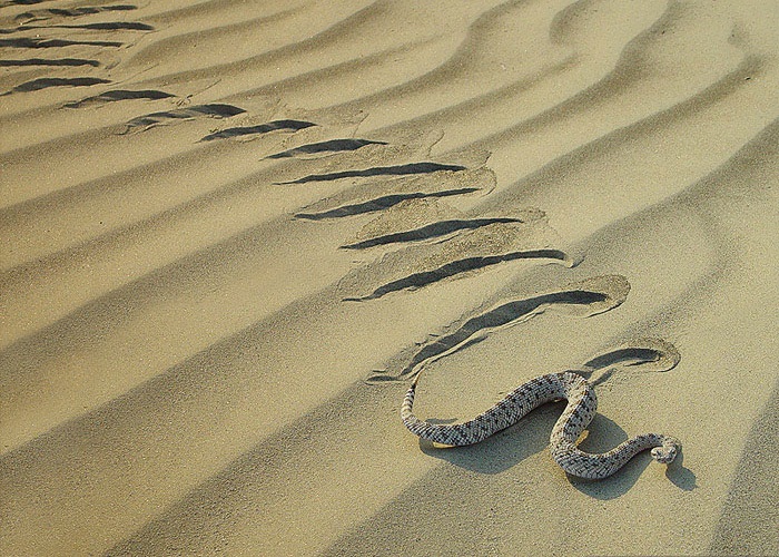 사이드와인더 뱀의 모래 사막 이동 궤적 - Sidewinder Snakes moving trajectory in the ...