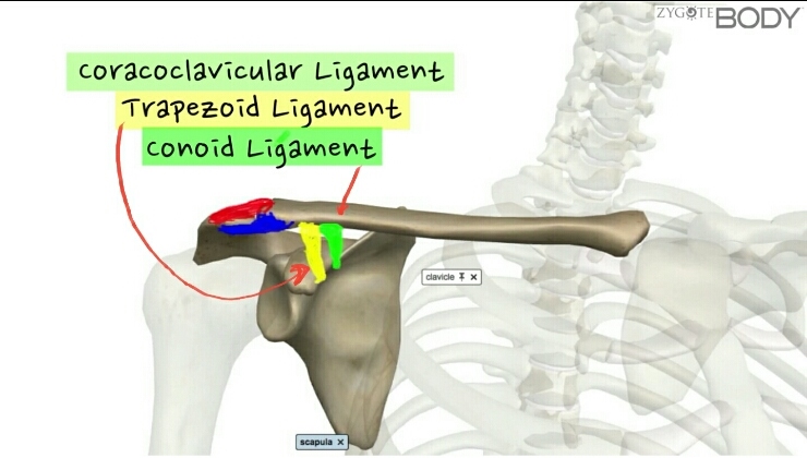 Acromioclavicular Joint / Acromioclavicular ligament (superior ...