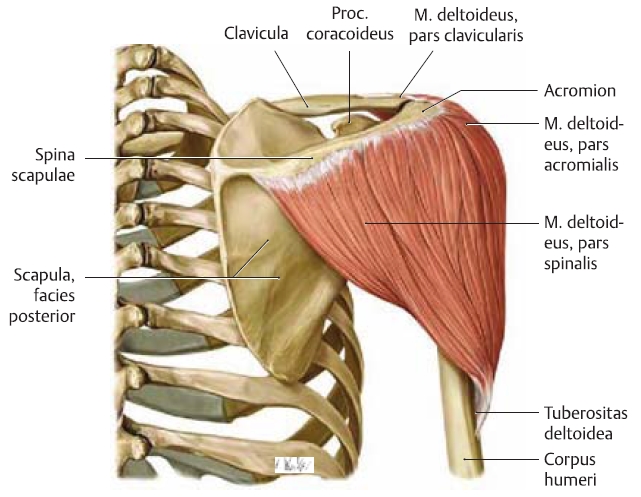 Deltoids(삼각근,어깨세모근) : 네이버 블로그