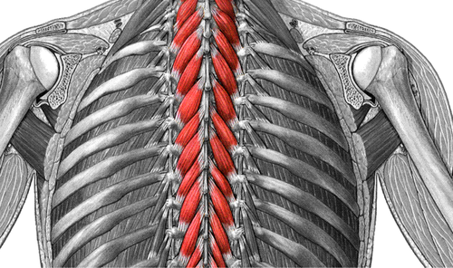 뉴힐코치와 쉽게 배우는 해부학 - : 네이버 블로그