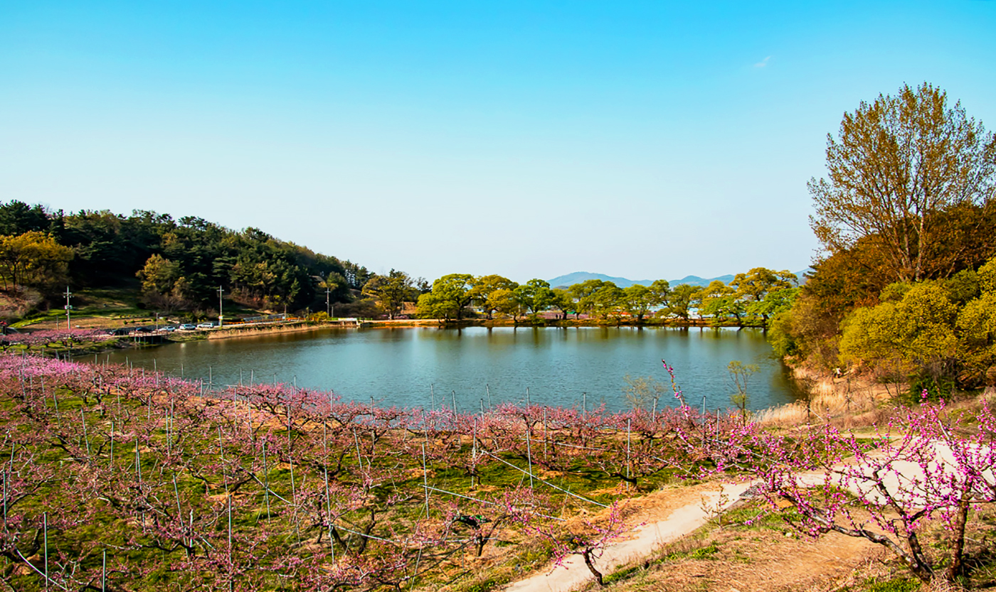 경산 반곡지2 : 네이버 블로그