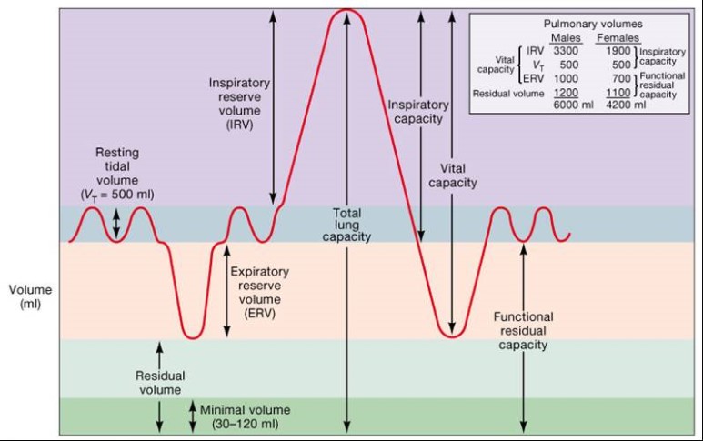 환기기능검사 Ventilation Test, Pulmonary Test, TLC, FVC, FEV1, 1초율, FRC, 기능적 ...