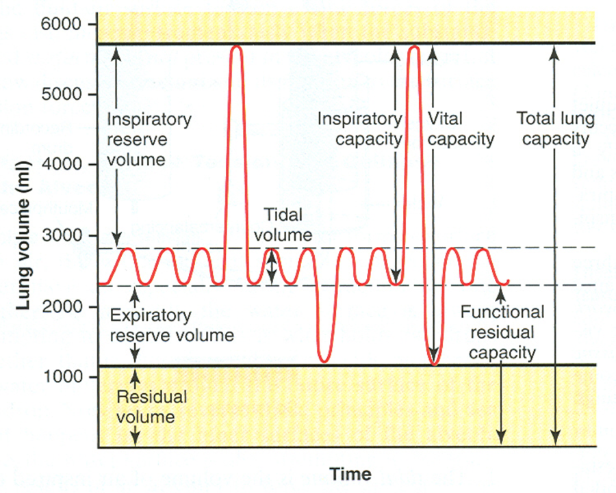 환기기능검사 Ventilation Test, Pulmonary Test, TLC, FVC, FEV1, 1초율, FRC, 기능적 ...