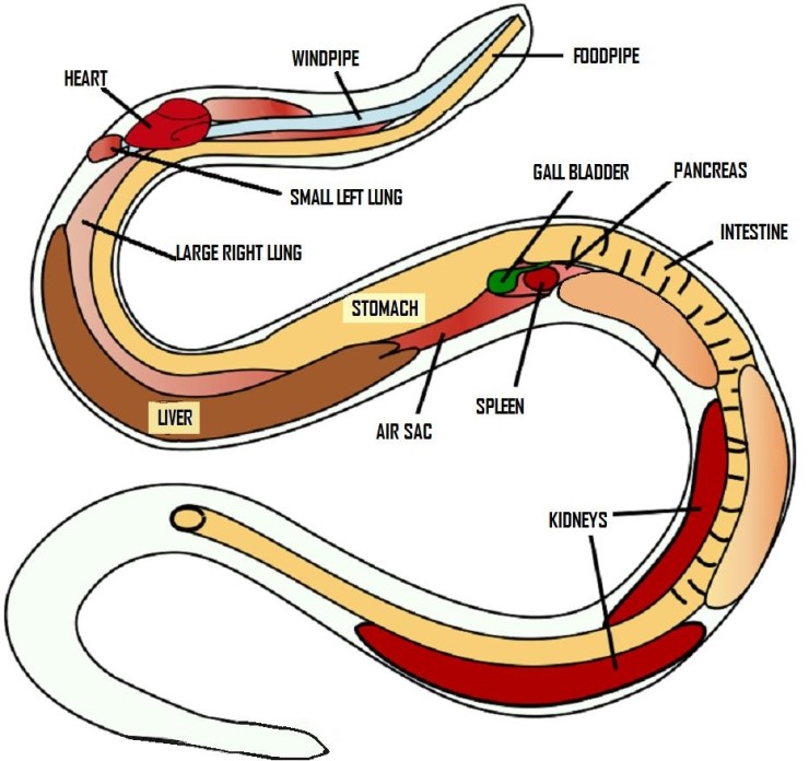 Snake Organ Diagram