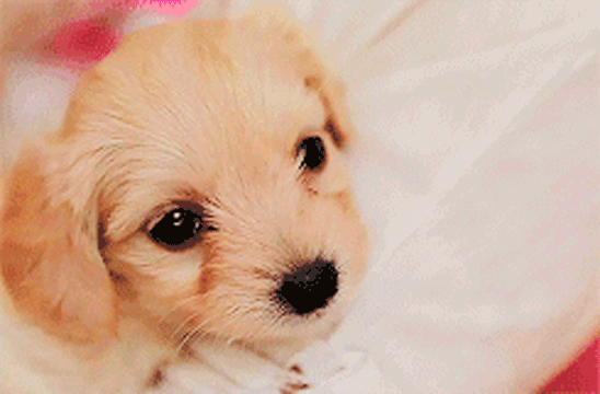 잠자는 귀여운 강아지 움짤 : 네이버 블로그