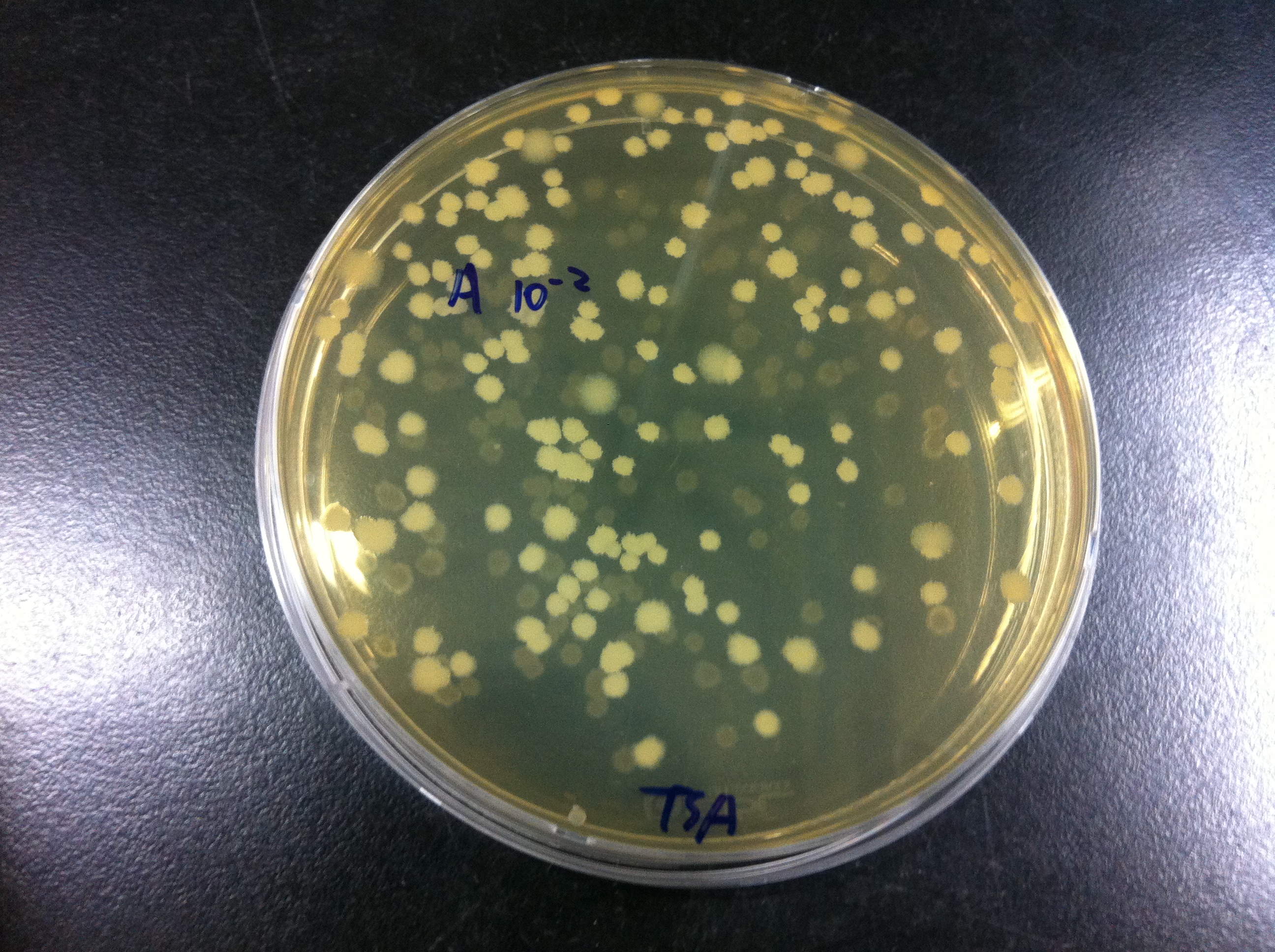 미생물 접종 - 주입평판법 (Pour plate method) : 네이버 블로그