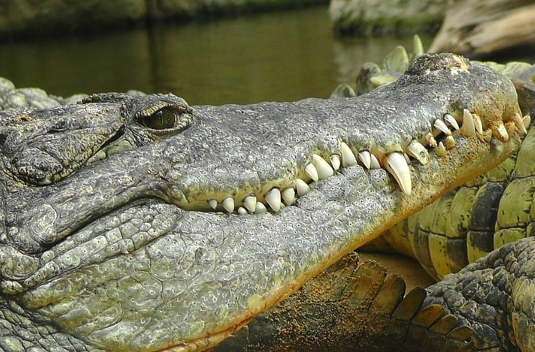 악어 종류 크로커다일 엘리게이터 차이점 : 네이버 블로그