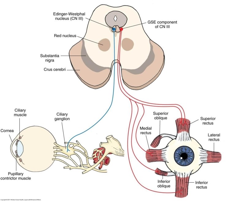 [1부] Chapt. 10. 눈 , 개요, 구조와 생리, Edinger–Westphal nucleous, 에딩거웨스트팔 핵에 ...