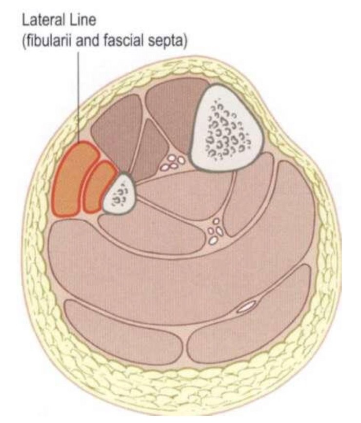 [근막경선해부학] 외측선(the lateral line) 1 - 발바닥에서 장경인대까지 : 네이버 블로그