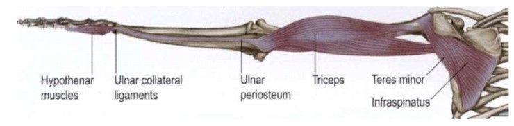 [근막경선해부학] 상지선(the arm lines) 3 - 심부후방상지선(the deep back arm line) : 네이버 블로그