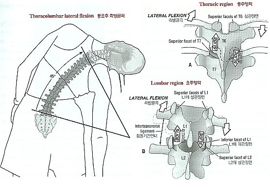 lumbar facet joint movement 요추 후관절 움직임 (facet 각도) : 네이버 블로그