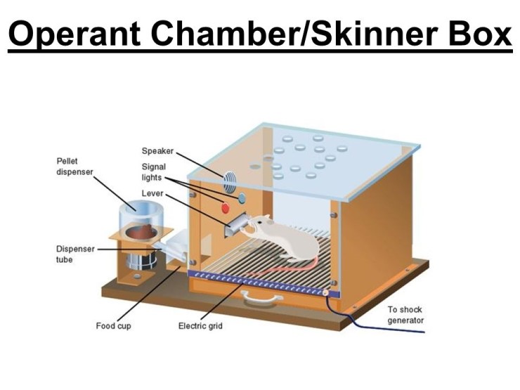 Skinner의 조작적 조건형성 이론 : 네이버 블로그