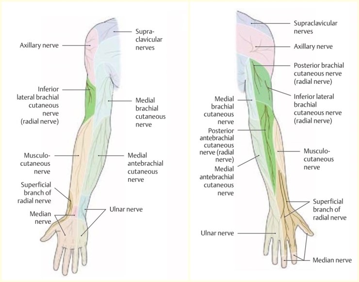 내측전완피부신경 포착(medial antebrachial cutaneous nerve entrapment) : 네이버 블로그