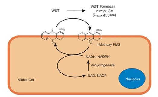 Cell viability assays : tetrazolium salts : 네이버 블로그
