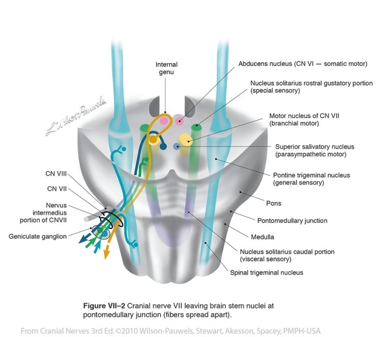 12 뇌신경 - 12 Cranial Nerves : 네이버 블로그
