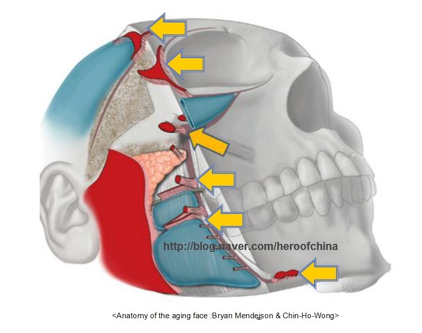안면 회춘술의 역사 # 3 (Facial retaining ligaments의 발견) : 네이버 블로그