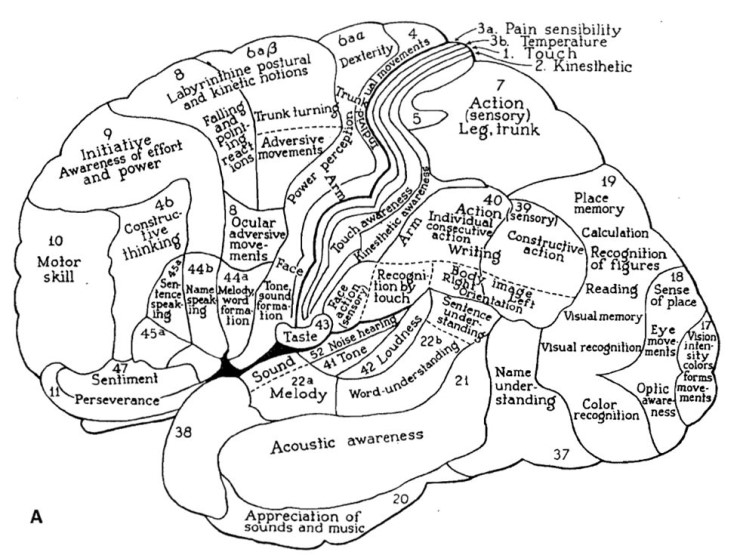 뇌과학 핵심 Frame 7 - Brodmann area map & Thalamus : 네이버 블로그