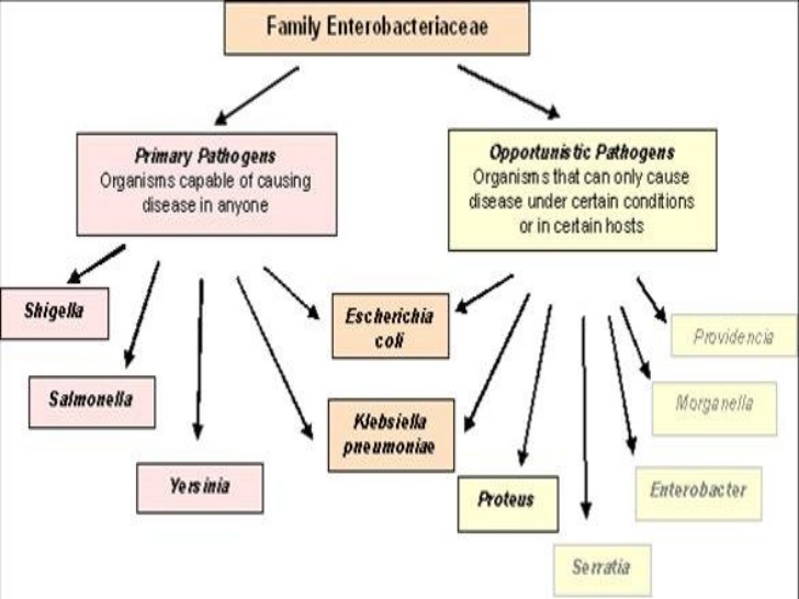 장내세균, 시트로박터 프룬디균(Citrobacter freundii)의 성상 : 네이버 블로그