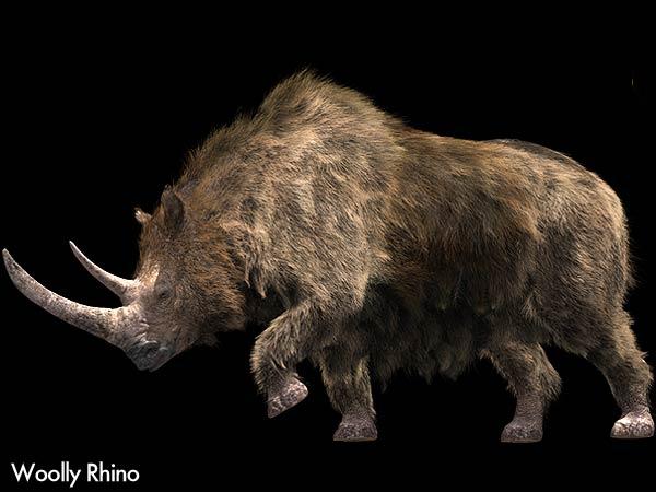 털코뿔소 - Coelodonta antiquitatis : 네이버 블로그