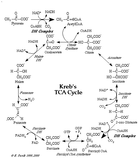 TCA cycle. : 네이버 블로그