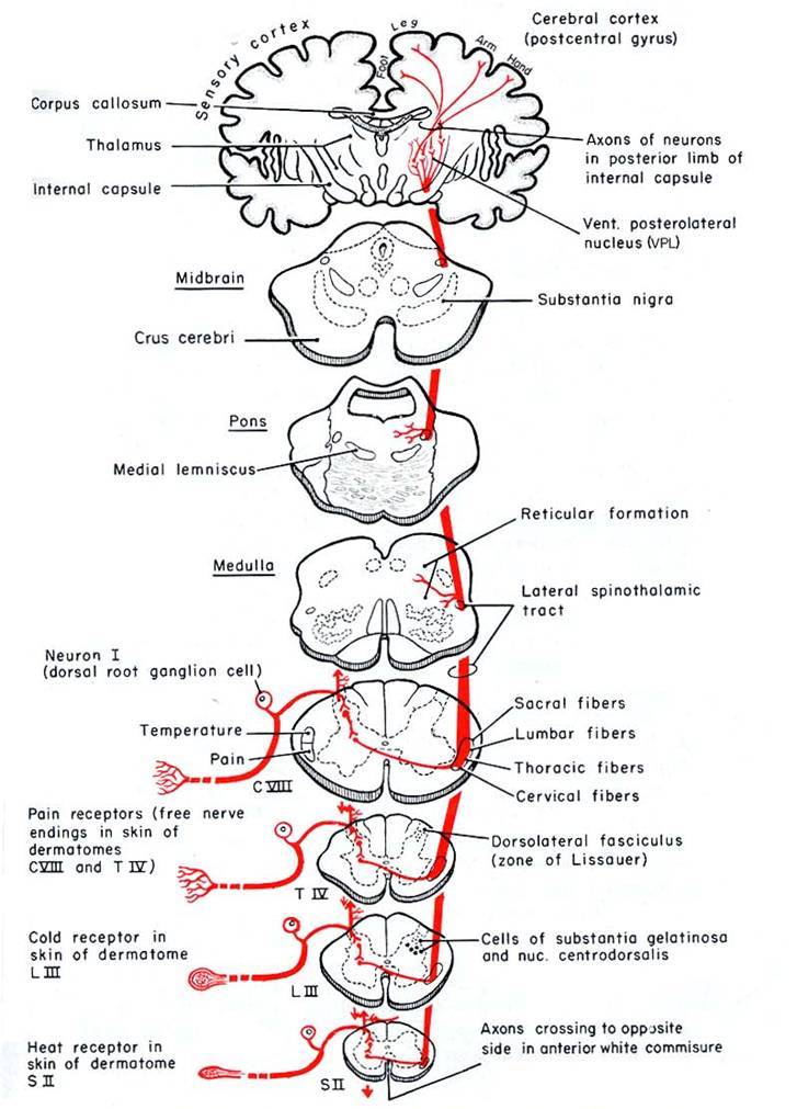 spinothalamic tract : 네이버 블로그